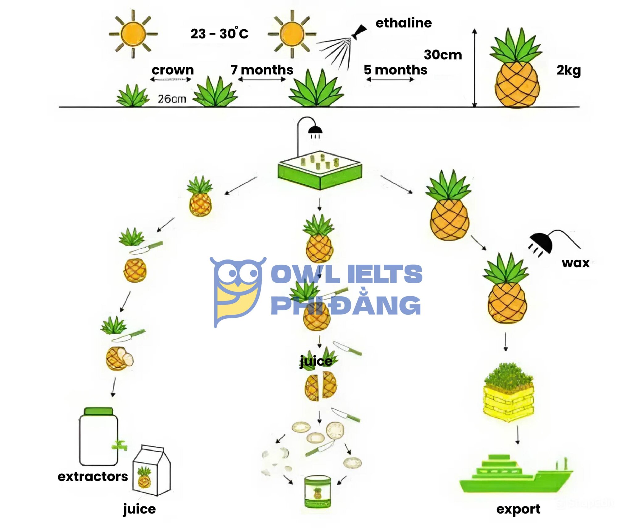 Giải đề thi IELTS Writing Task 1 - Process: Pineapples and Pineapple ...