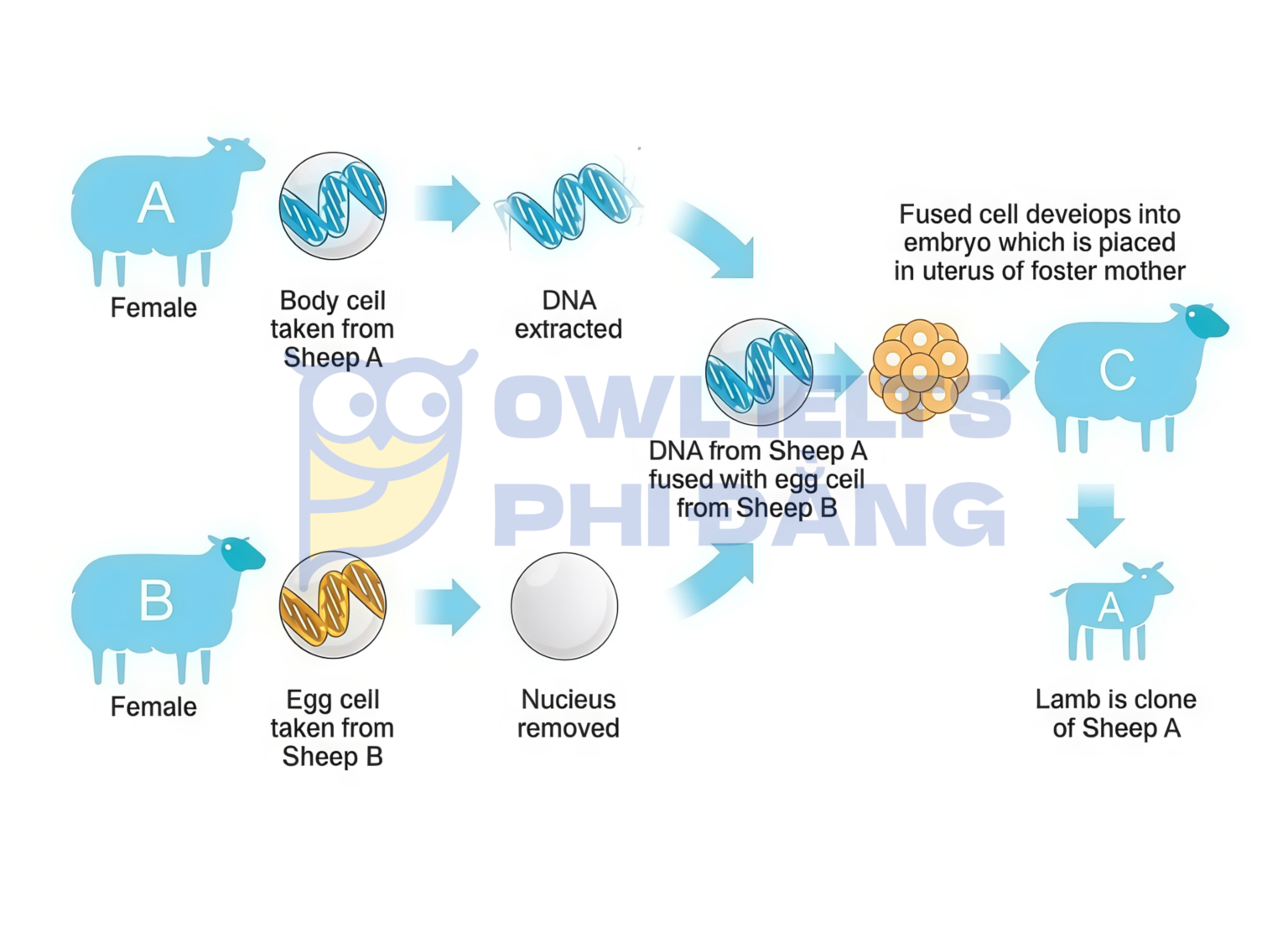 Giải đề IELTS Writing Task 1 _ Dạng: Process by which Sheep Embryos are ...